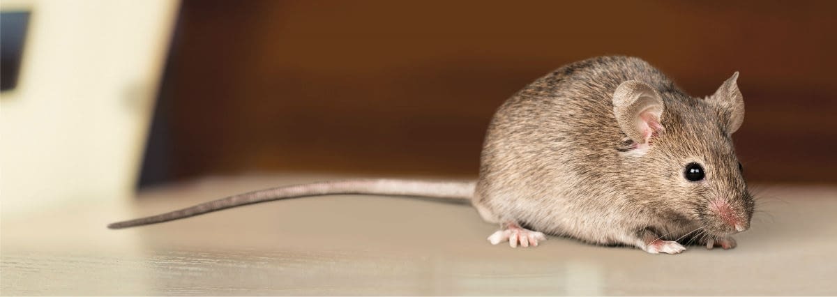 What Are Mice? | SOS Exterminating