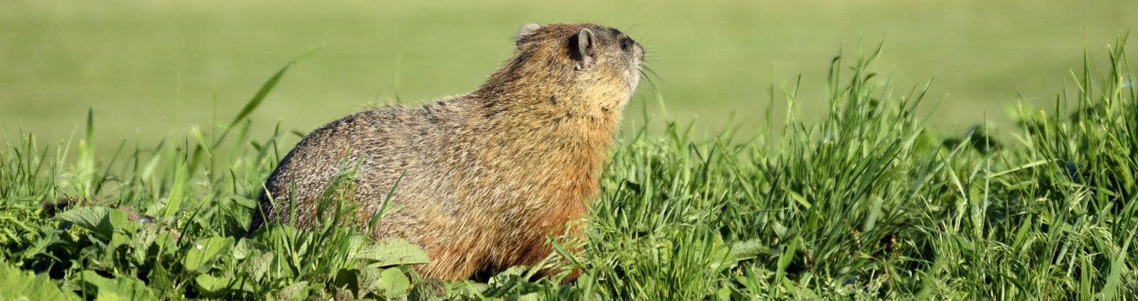 What Are Gophers? | SOS Exterminating
